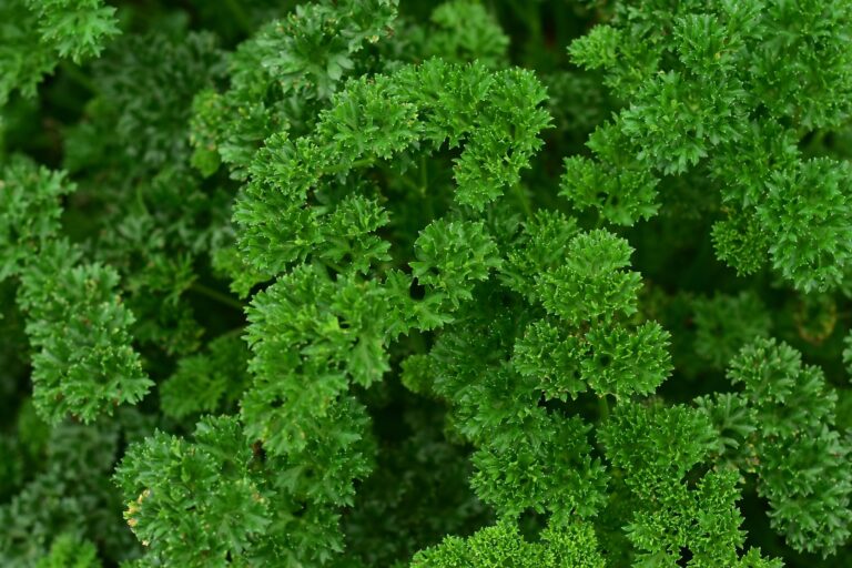 Superfoods in Your Kitchen: Parsley for Dogs - The Farmer’s Dog - Digest