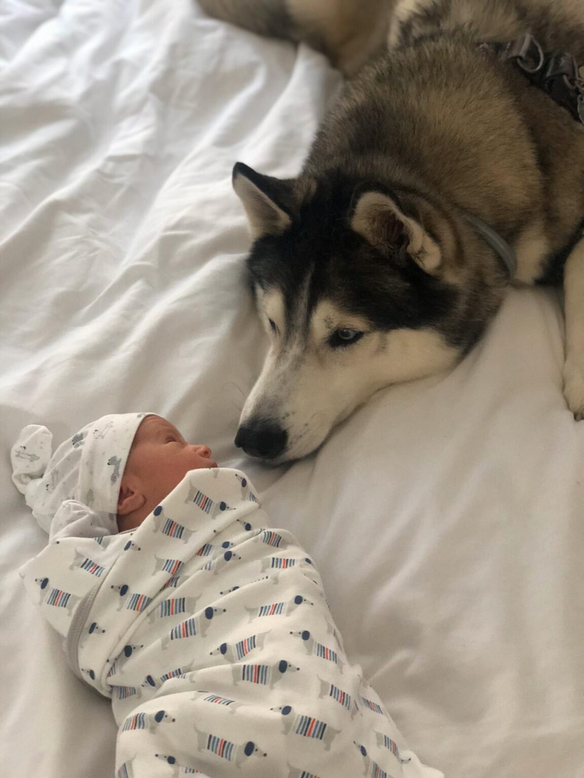 The Husky Care Guide: Food, Personality, Exercise, And More