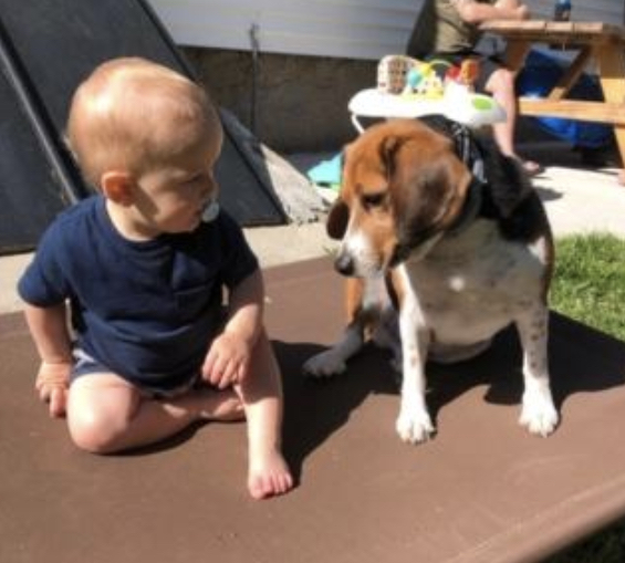 Dogs and Babies: The Keys to Safe Introductions and Lifelong Friendship