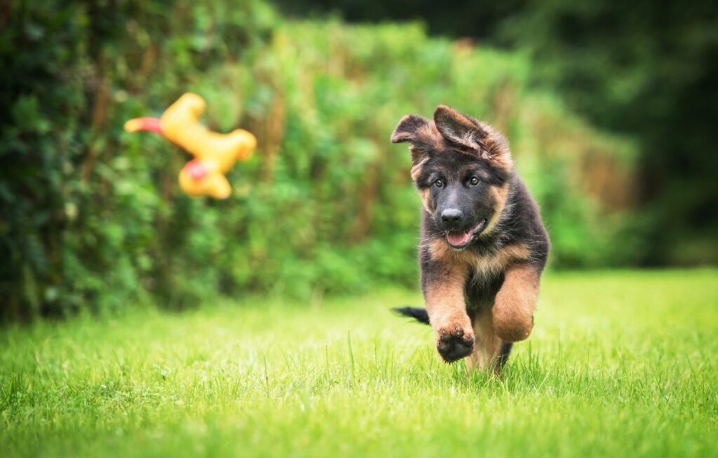 How To Train Your Puppy