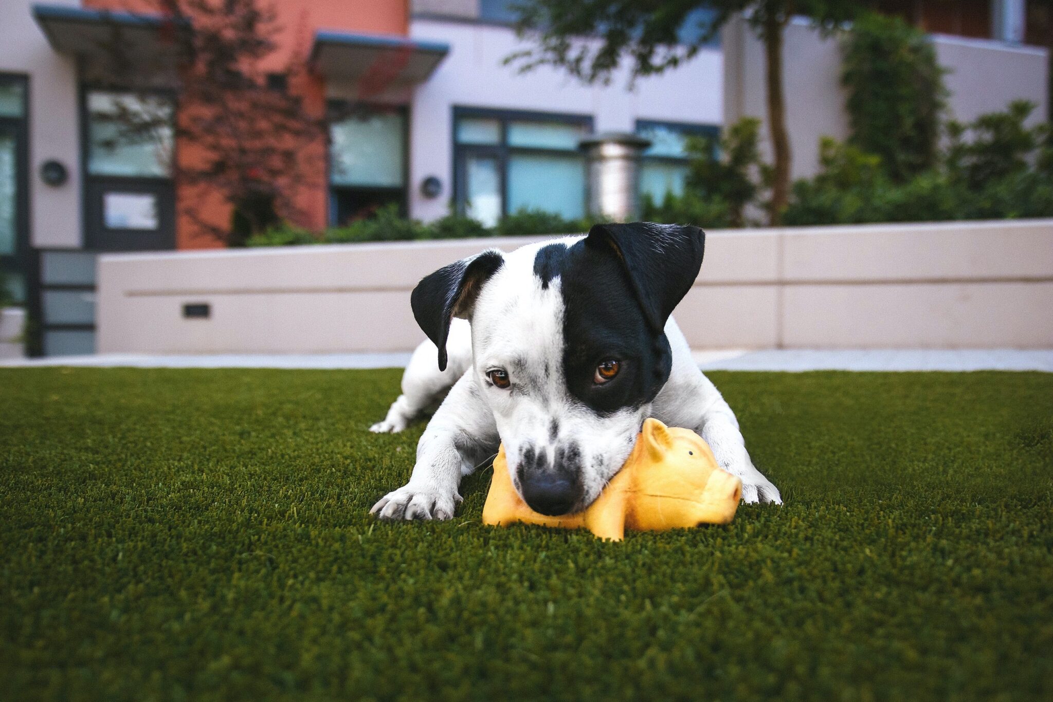 How To Train Your Puppy