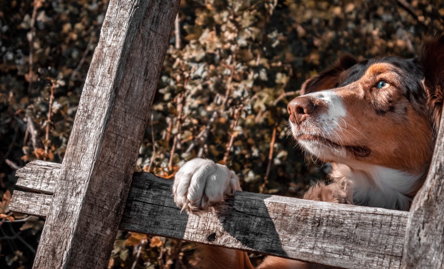 The Wonder of Your Dog's Paws and How To Take Care of Them - The Farmer ...