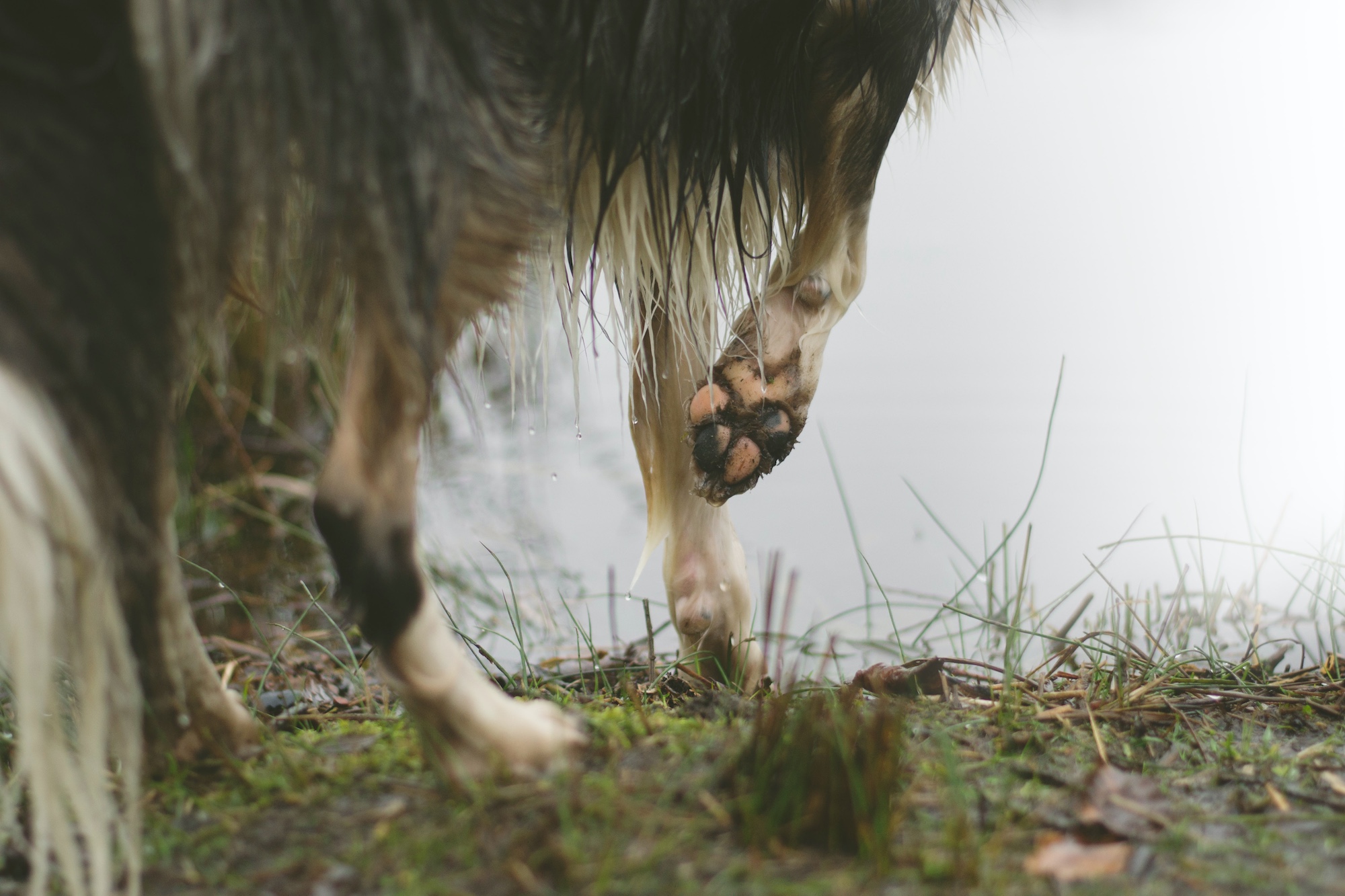 The Wonder of Your Dog's Paws and How To Take Care of Them - The Farmer ...