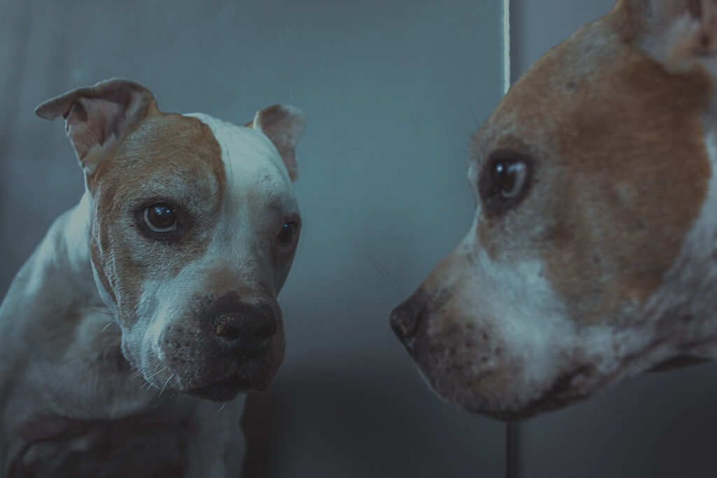 How to Spot and Treat Canine Acne