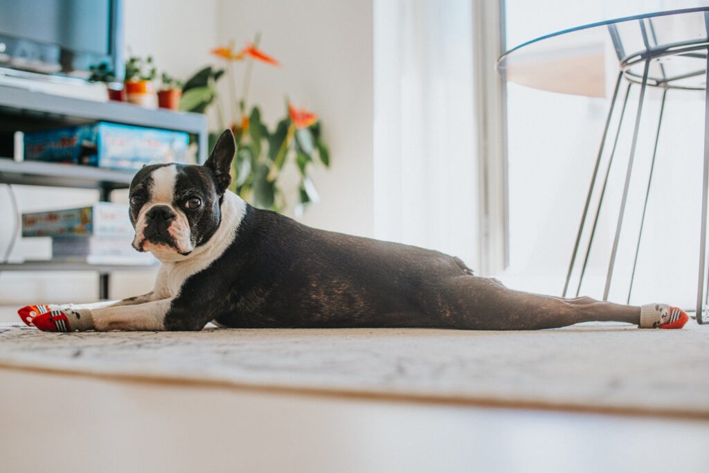 Dog Tails: What They're Made Of, and What They're Trying to Tell You