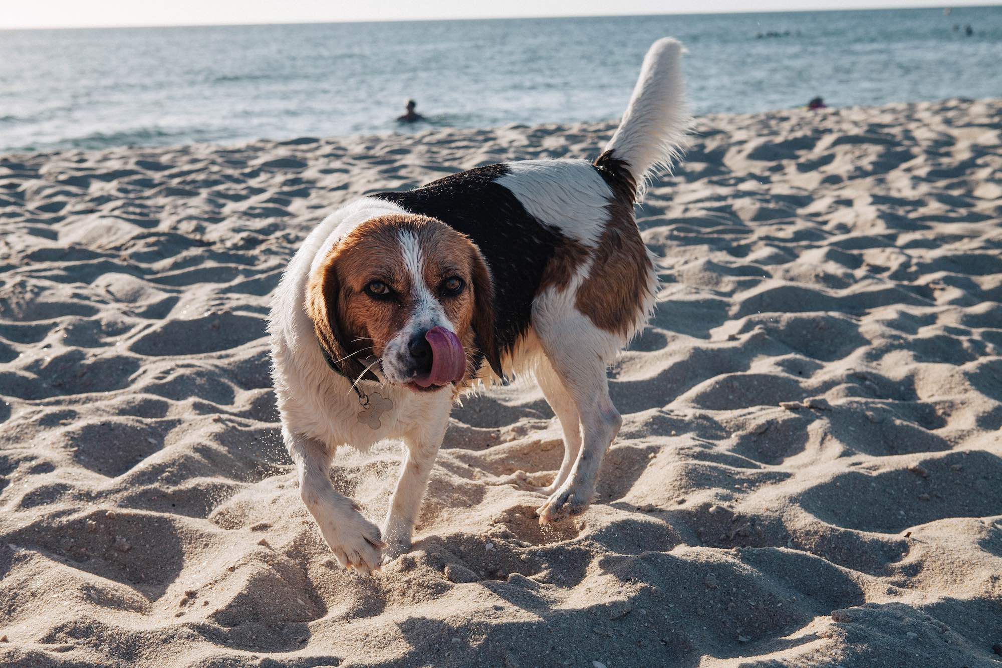Dog Tails: What They're Made Of, and What They're Trying to Tell You