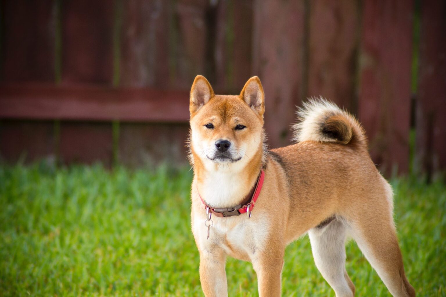Dog Tails: What They're Made Of, and What They're Trying to Tell You
