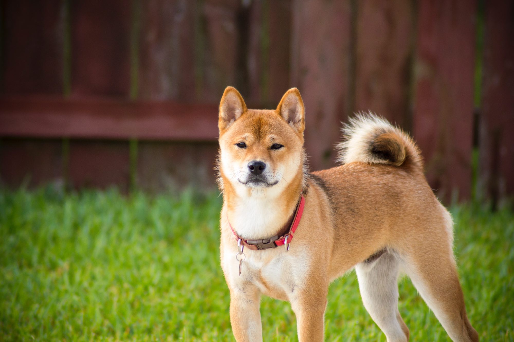 Dog Tails: What They're Made Of, and What They're Trying to Tell You