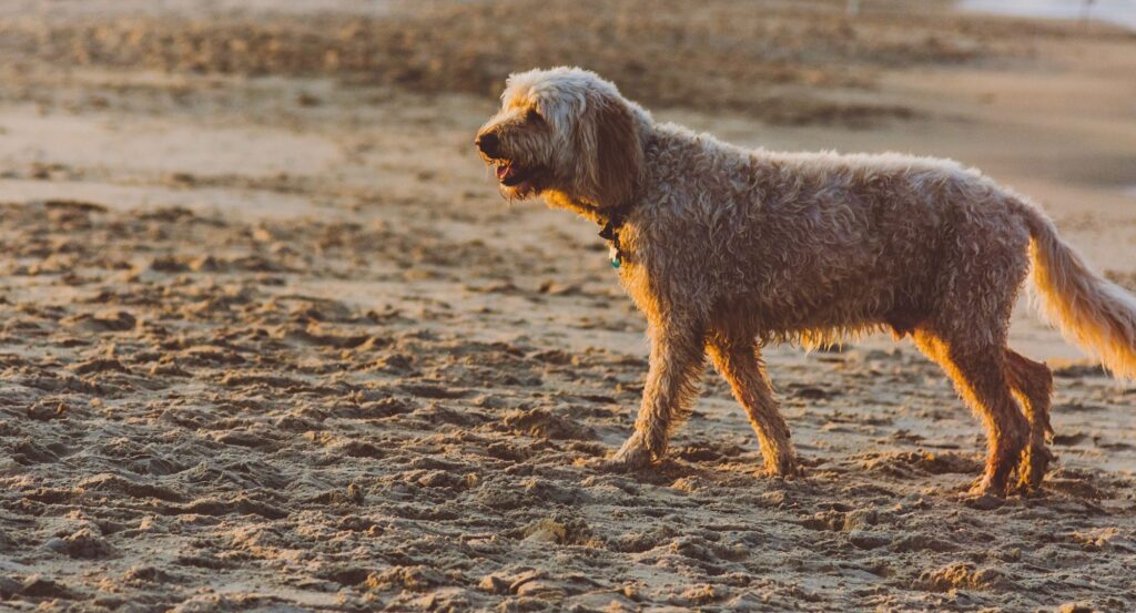 Dog Tails: What They're Made Of, and What They're Trying to Tell You