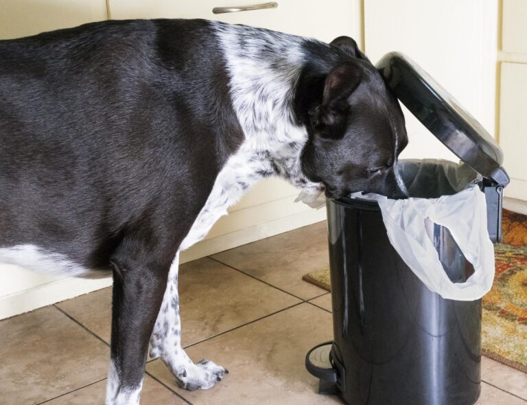 Pancreatitis in Dogs: Symptoms, Causes, Treatment