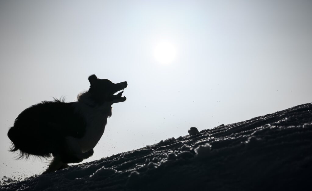 How Much Exercise Do Dogs Need? - The Farmer’s Dog - Digest