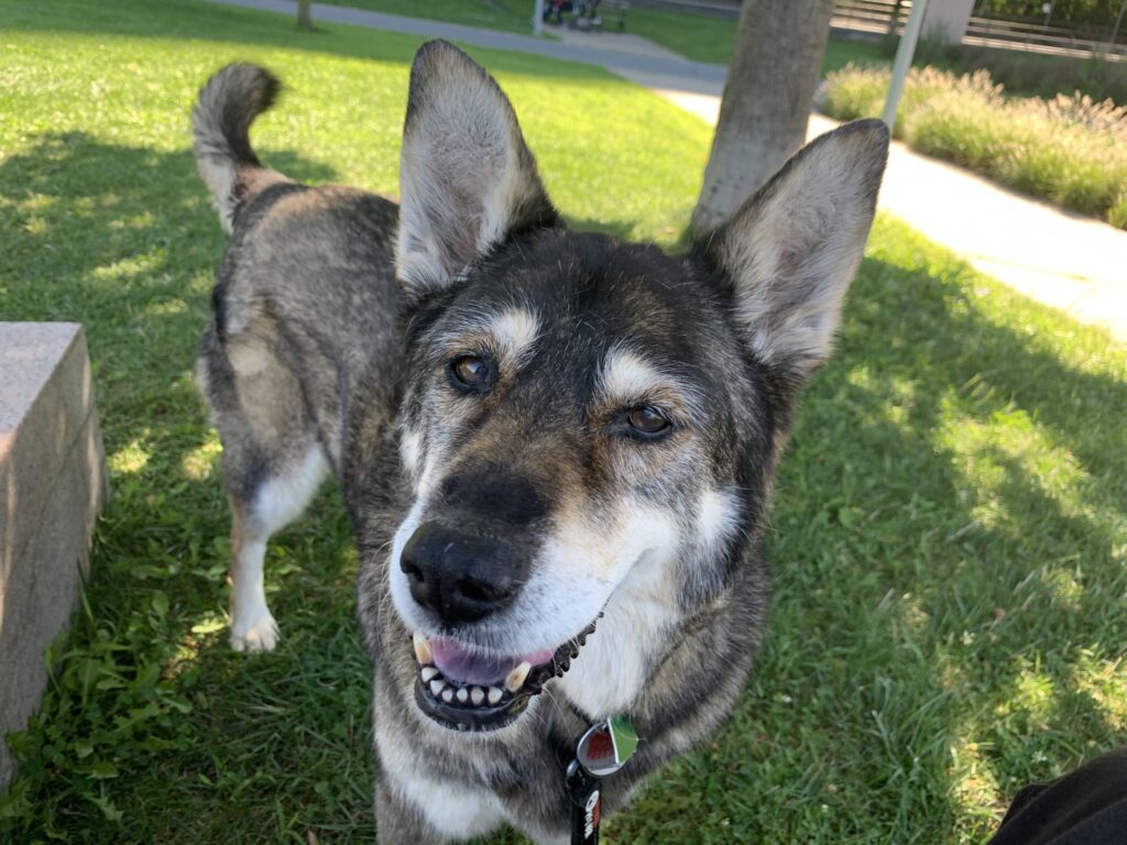 The German Shepherd Care Guide: Personality, History, Food, and More