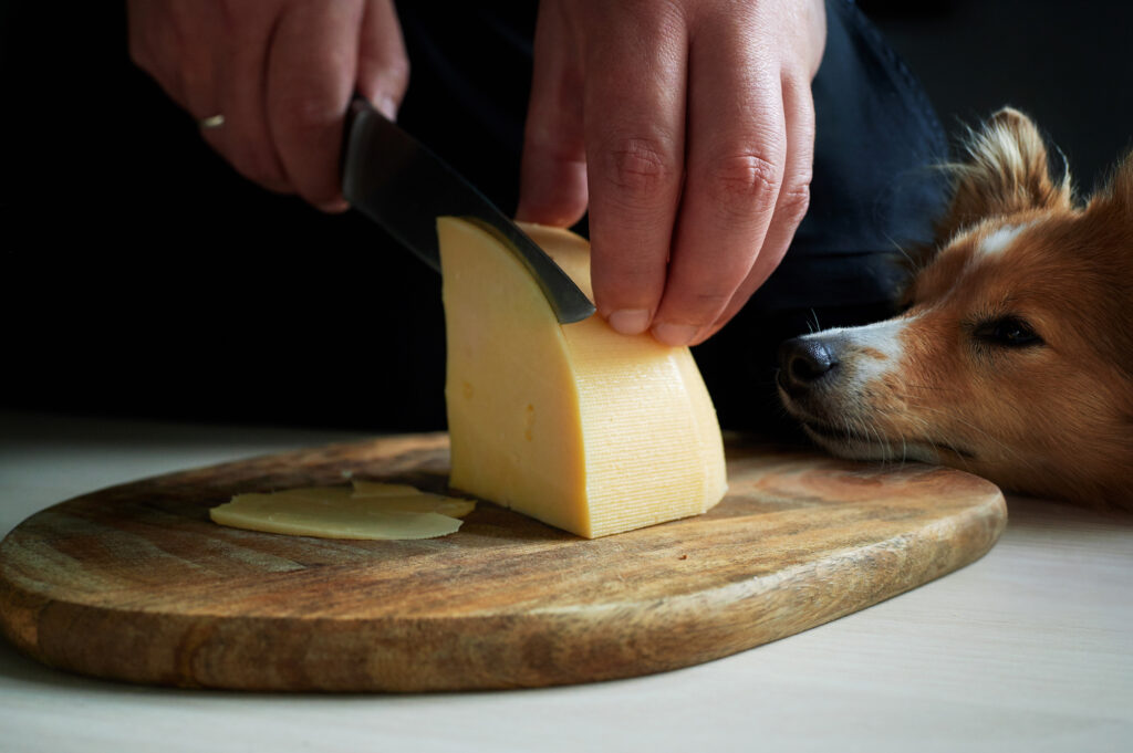 Can Dogs Eat Cheese?
