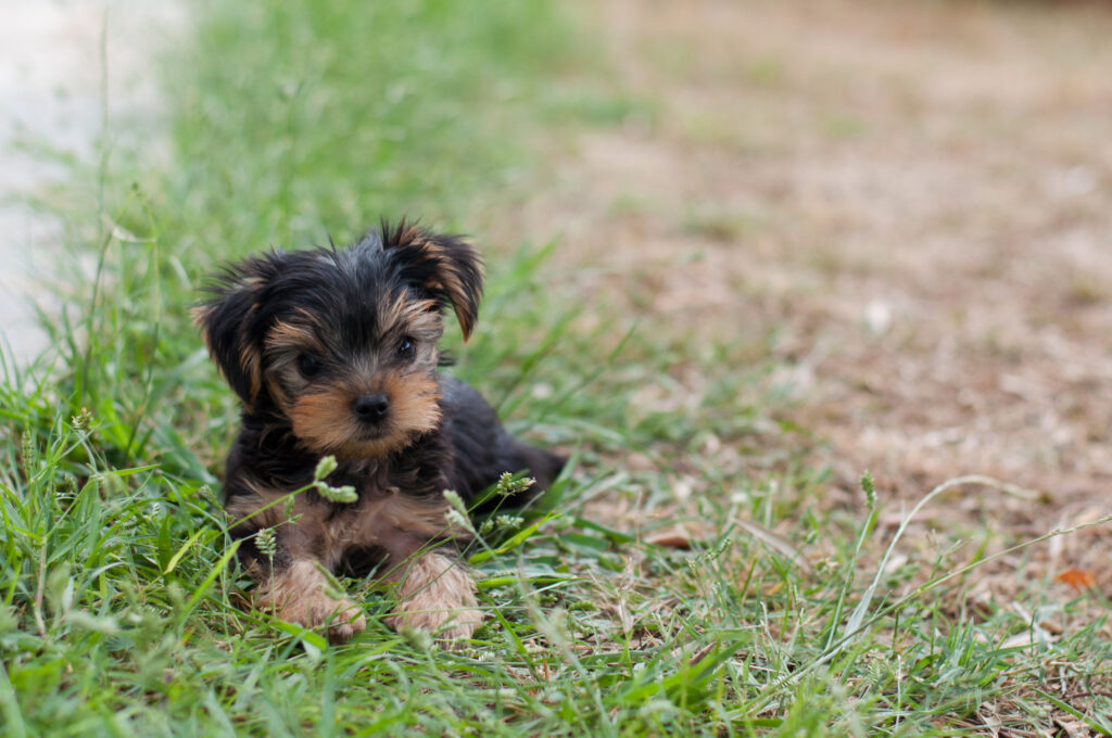 The Yorkie Guide: Food, Training, and Care