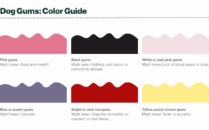 White Gums in Dogs: What This and Other Gum Colors Mean
