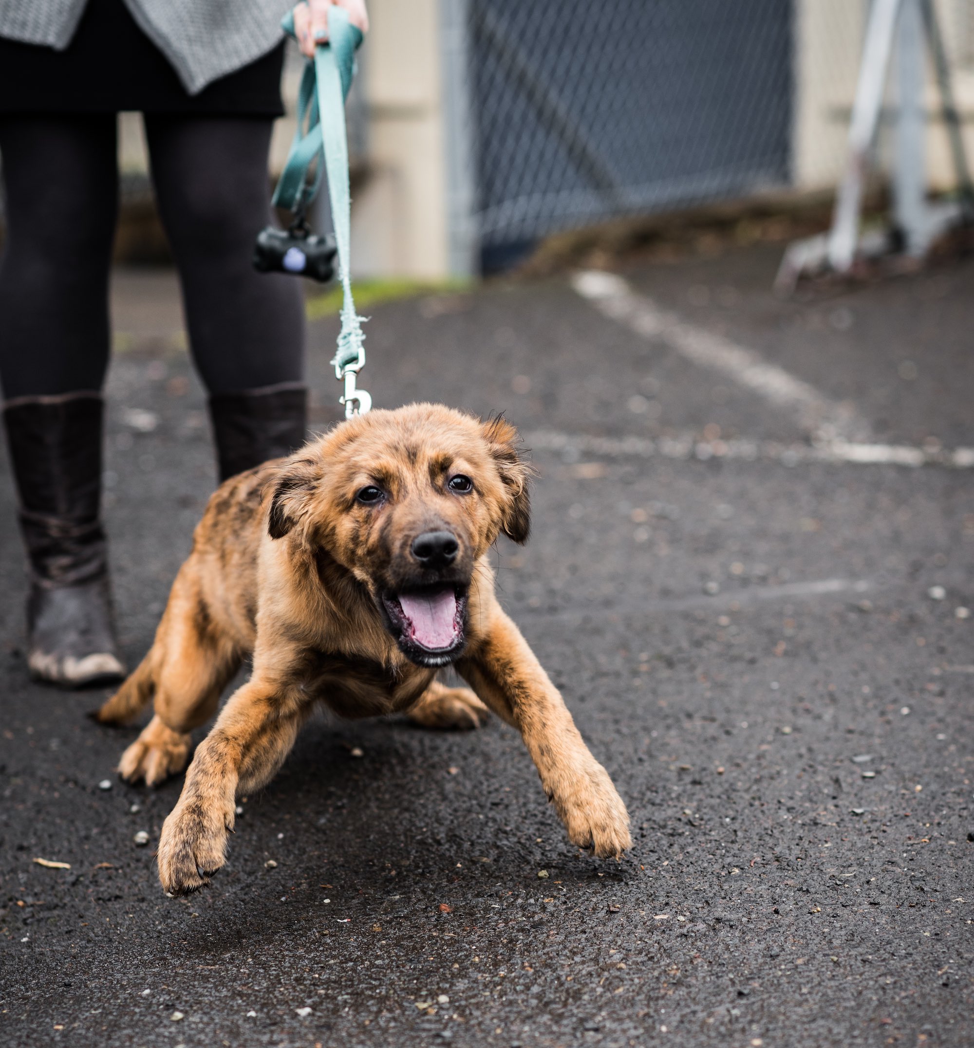 How To Leash Train A Puppy