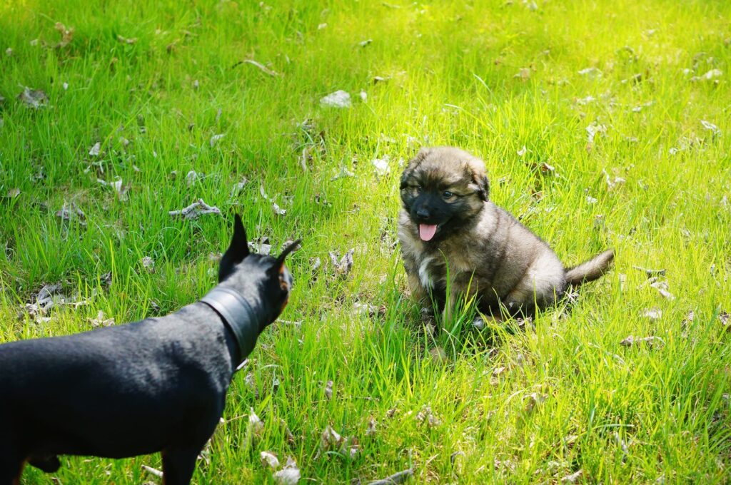 Puppy Development Stages: Your Puppy During the First 6 Months