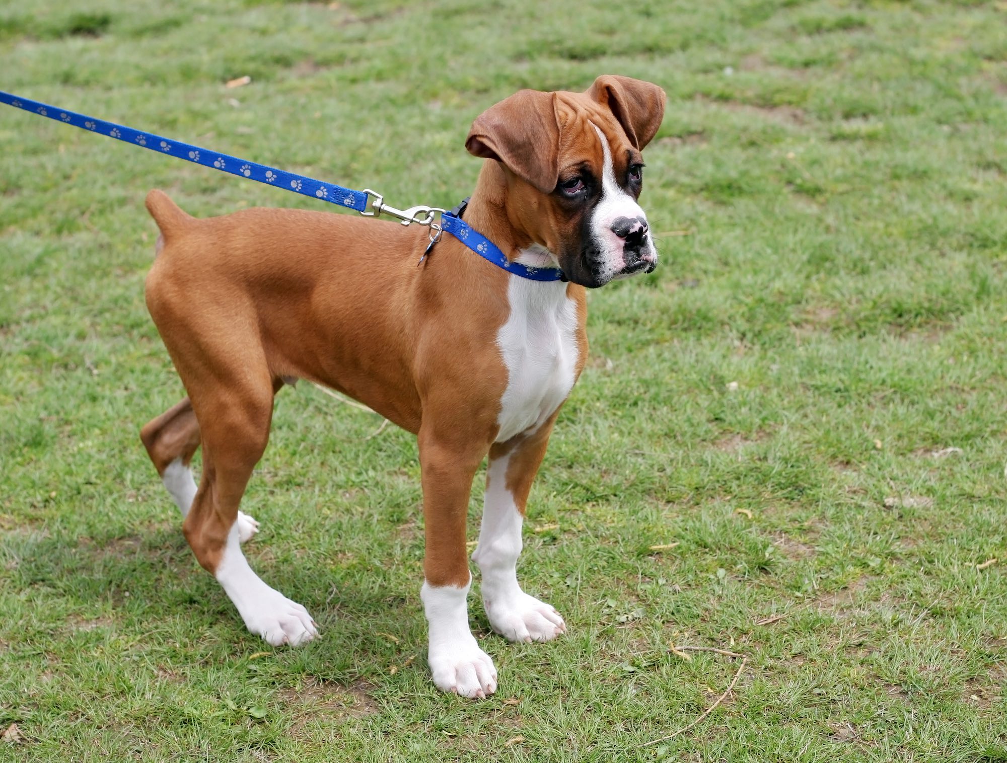 Reactive Dog Training: How to Have Better Walks