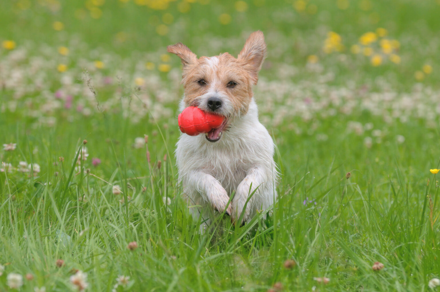Puppy Development Stages: Your Puppy During the First 6 Months