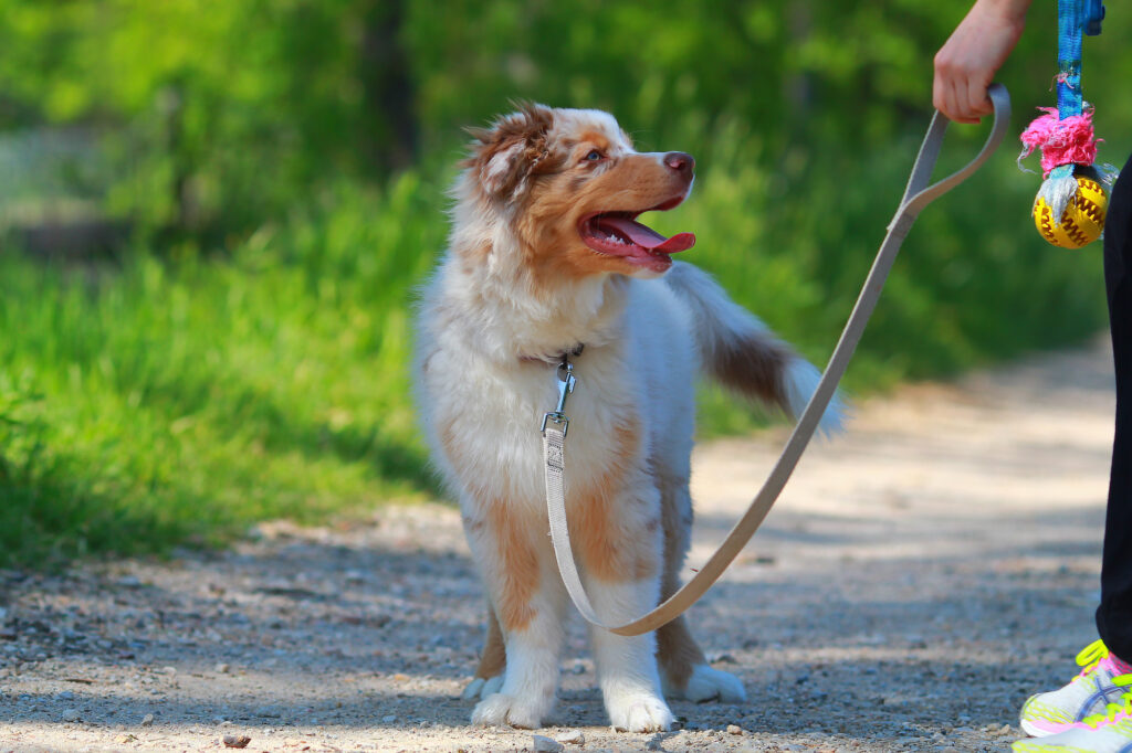 Puppy Development Stages: Your Puppy During the First 6 Months