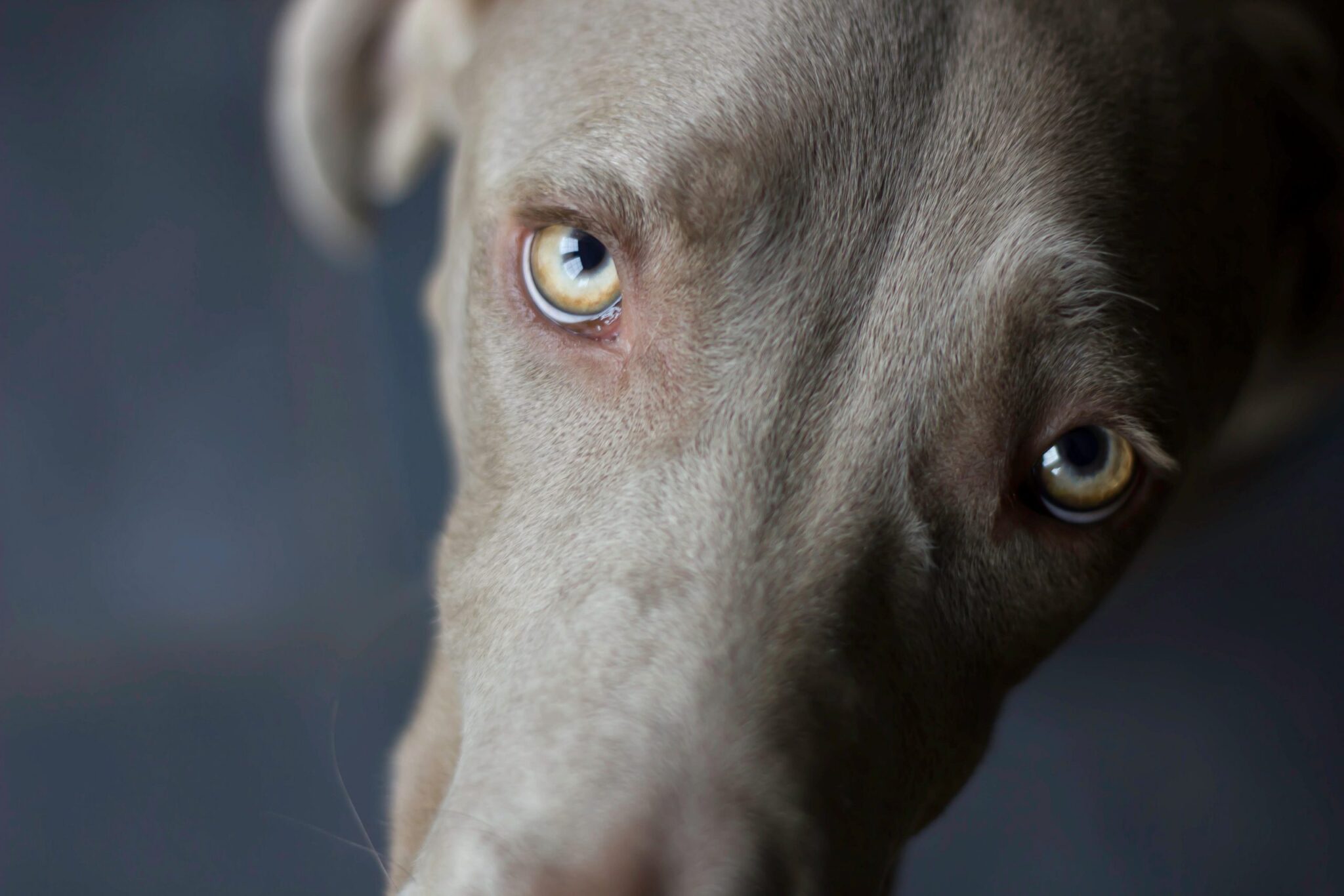 All About Your Dog's Eyes