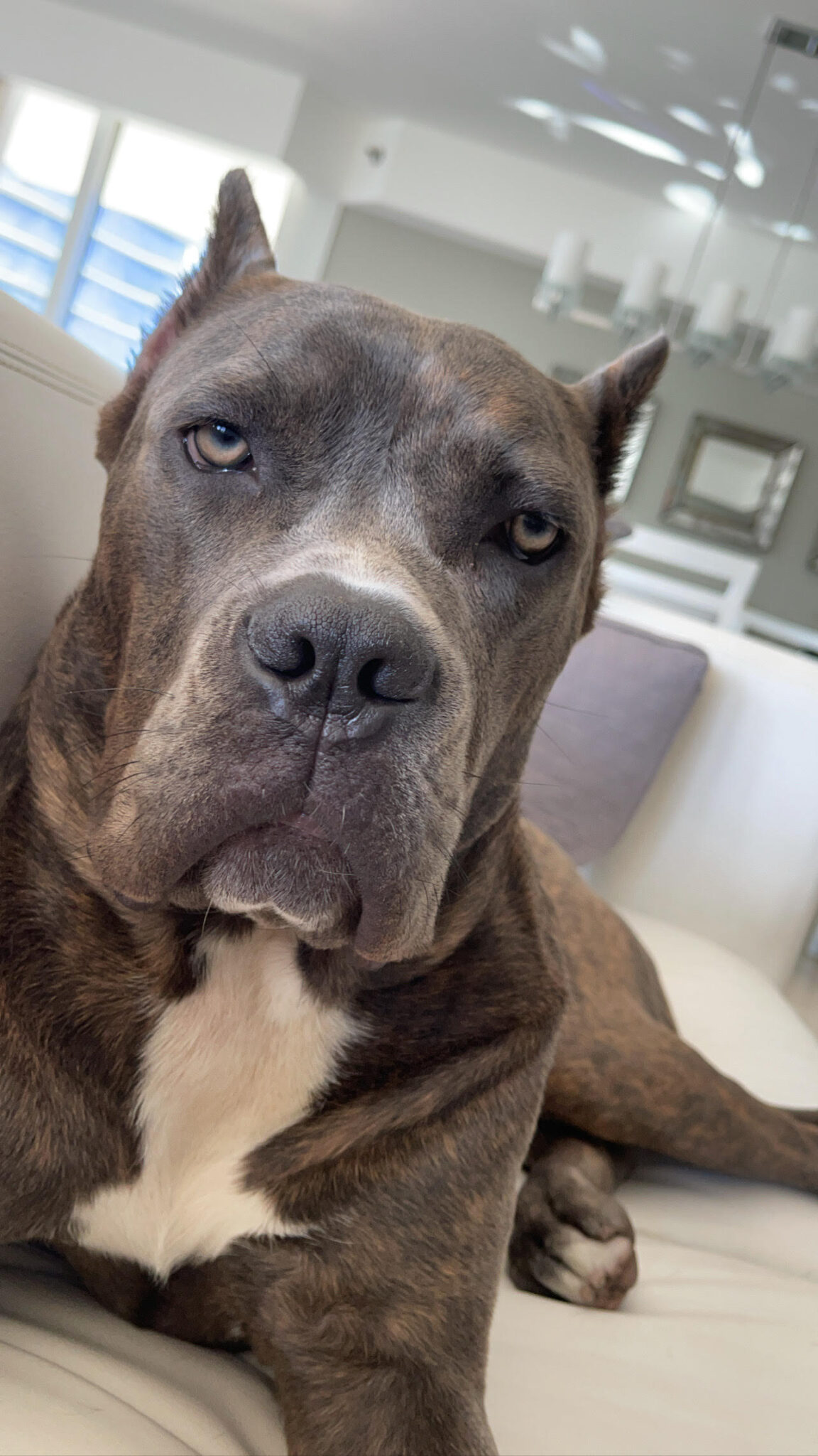 Cane Corso Dog Breed: History, Personality, Training and What To Feed