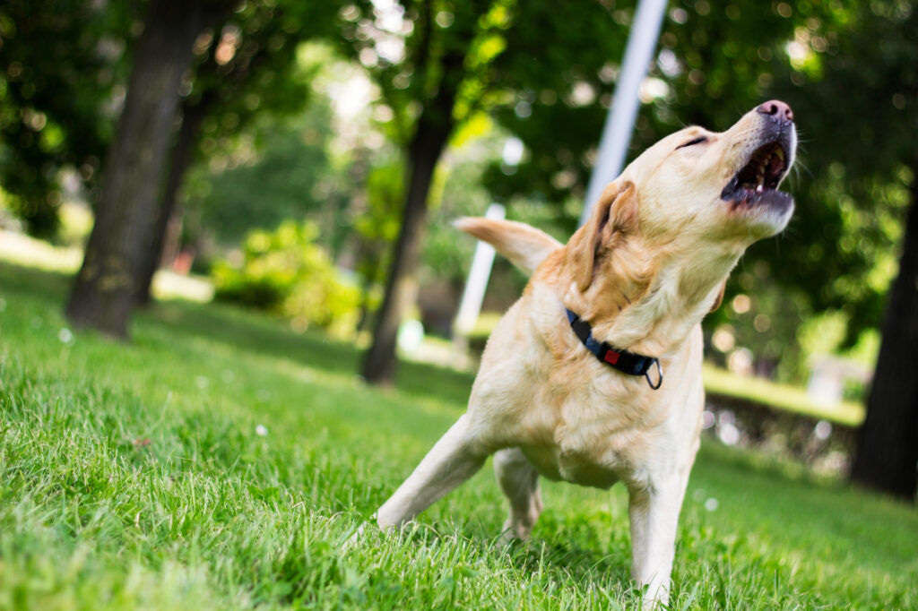 How to Stop Excessive Barking