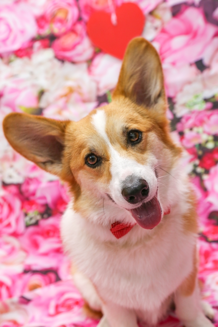 The Corgi Care Guide: Personality, History, Food, Training, and More