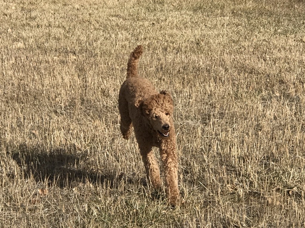 How to Care For a Poodle: Feeding, Training, Health, and More