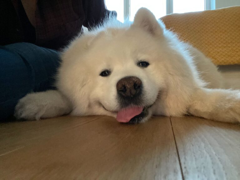 What To Know About Feeding, Training, and Caring For a Samoyed