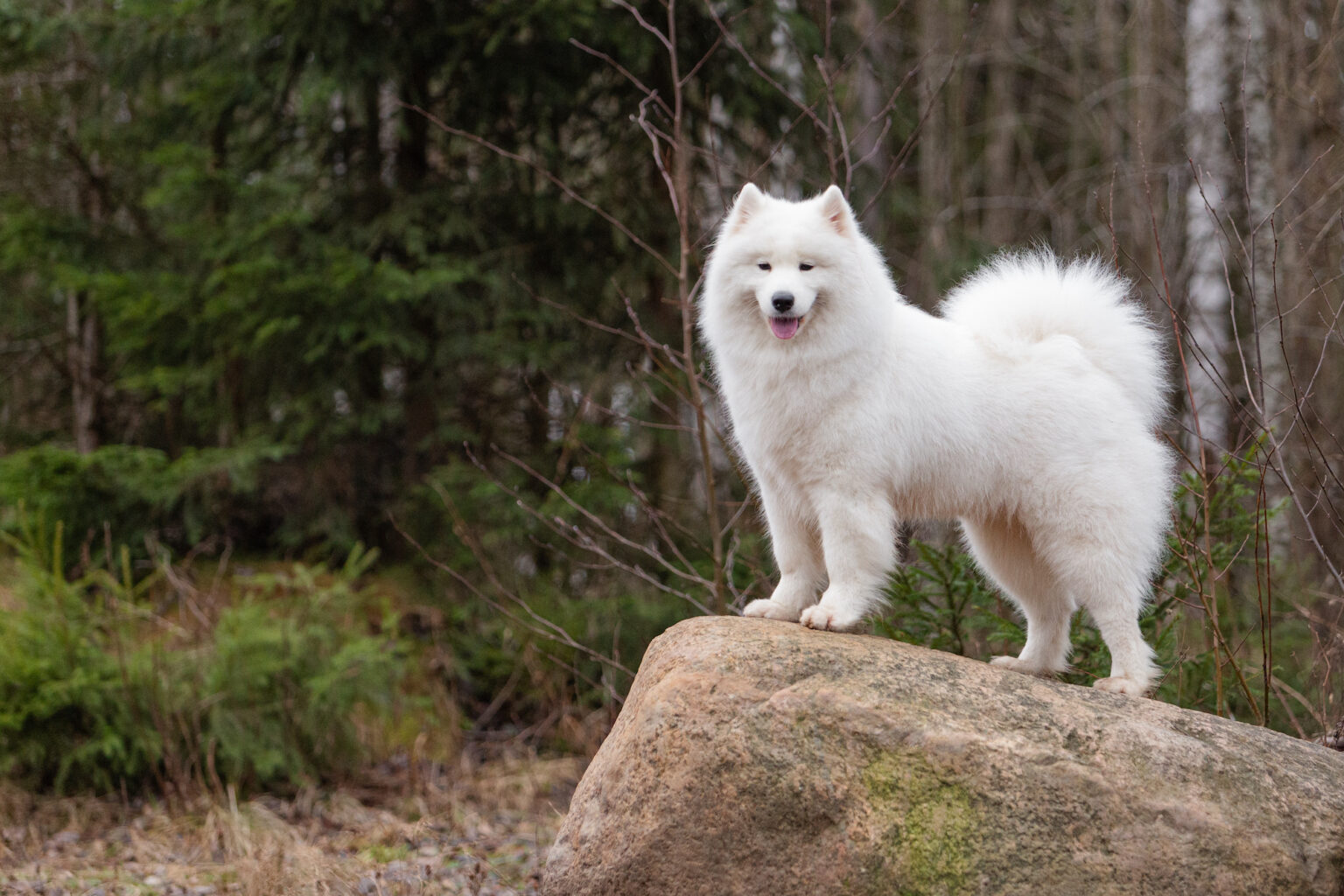 What To Know About Feeding, Training, and Caring For a Samoyed