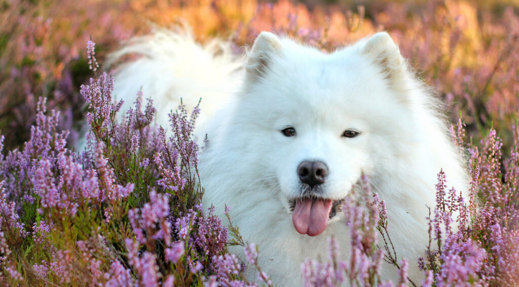 What To Know About Feeding, Training, and Caring For a Samoyed