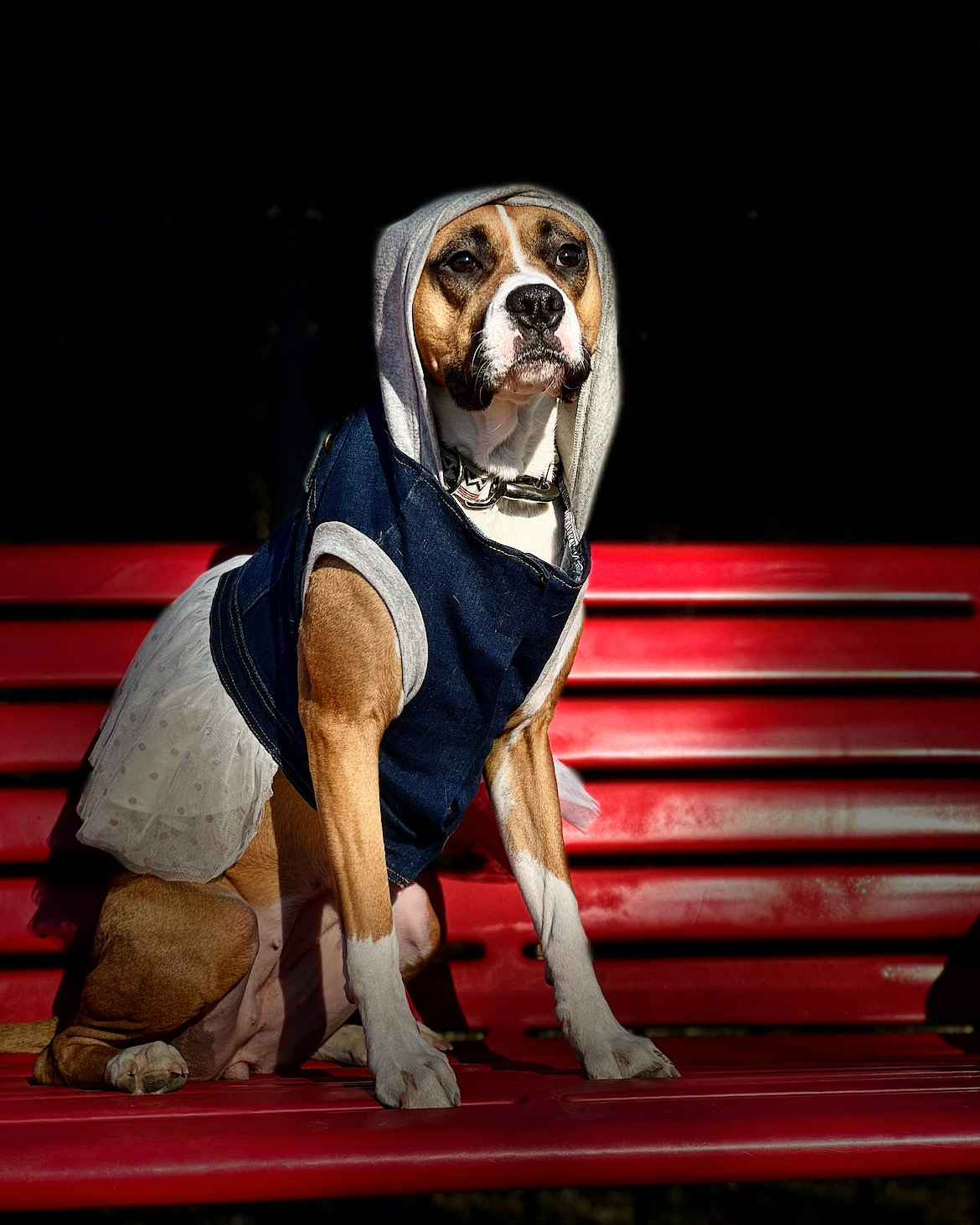 Boxer Dog Care Guide: Food, Health, Training, and More