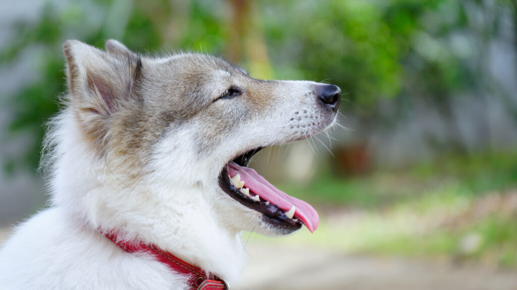 Do Dogs Burp? - The Farmer’s Dog - Digest