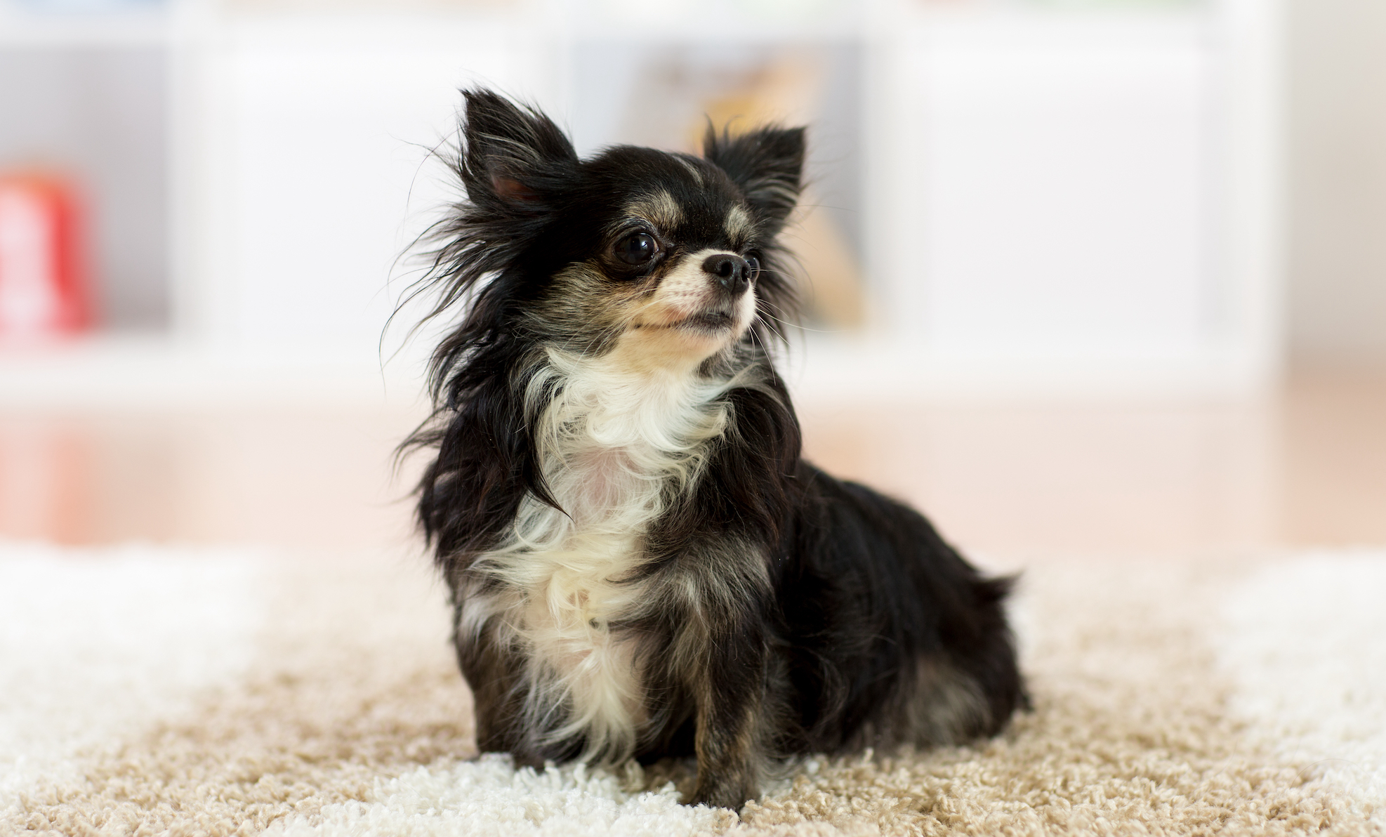 Why Does My Dog Drag Their Butt Across The Floor 
