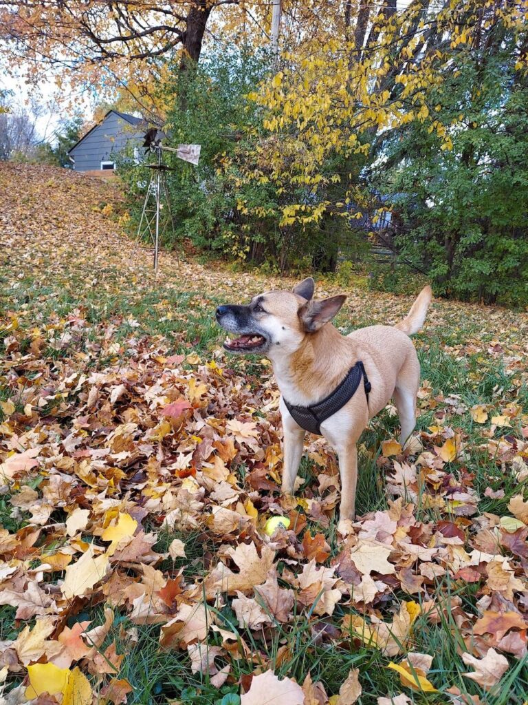 The Akita Breed Guide: Personality, History, Training, Food, and More ...