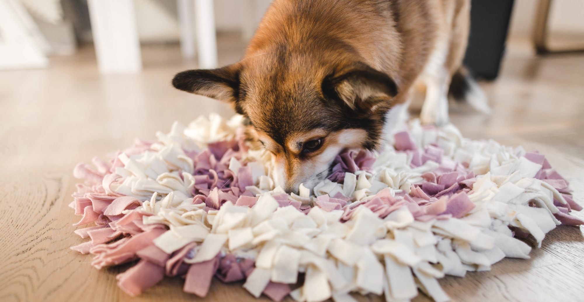 Brain Games For Dogs How To Provide Your Pup A Mental Workout