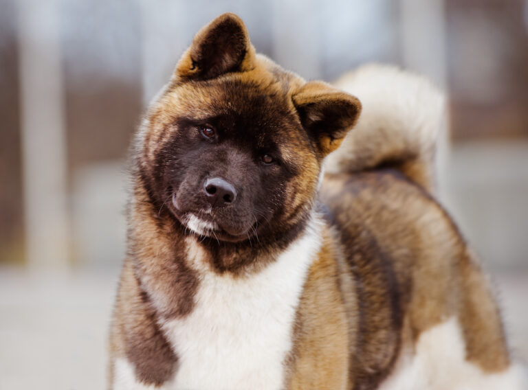 The Akita Breed Guide: Personality, History, Training, Food, and More ...
