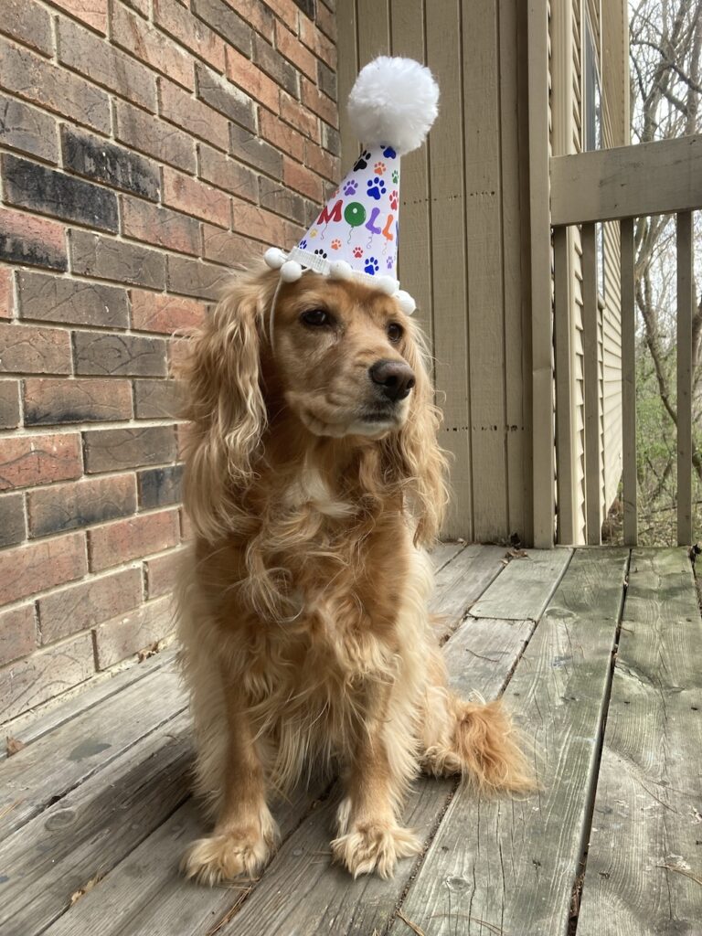 The Cocker Spaniel Breed Guide: Personality, History, Training, Food ...