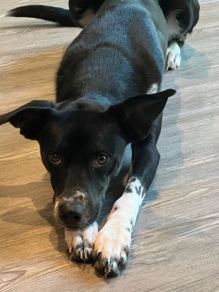 What’s with Dog Paws’ Frito Smell, and Why Is it so Good? - The Farmer ...