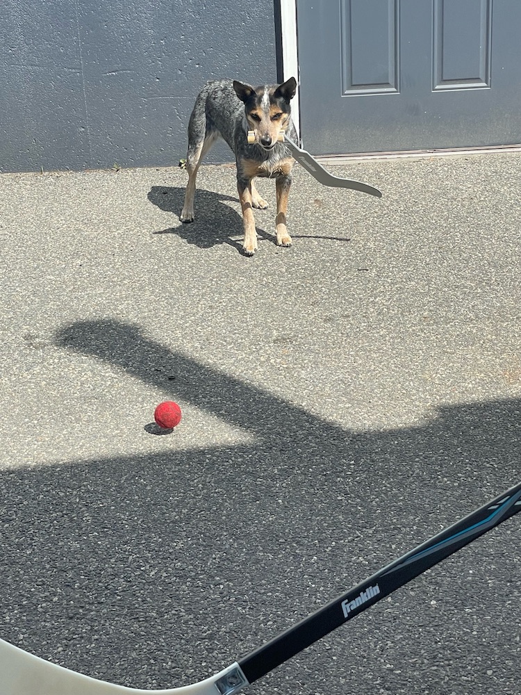 A Dog Who Plays Baseball: "Big Pupi” Swings for the Fences - The Farmer ...