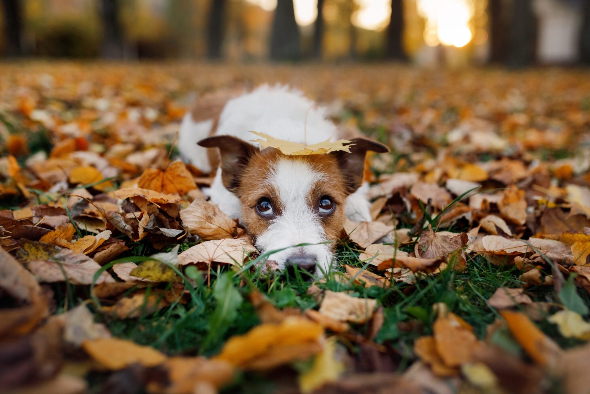 Are Acorns Poisonous to Dogs? What To Know About This Tough Nut