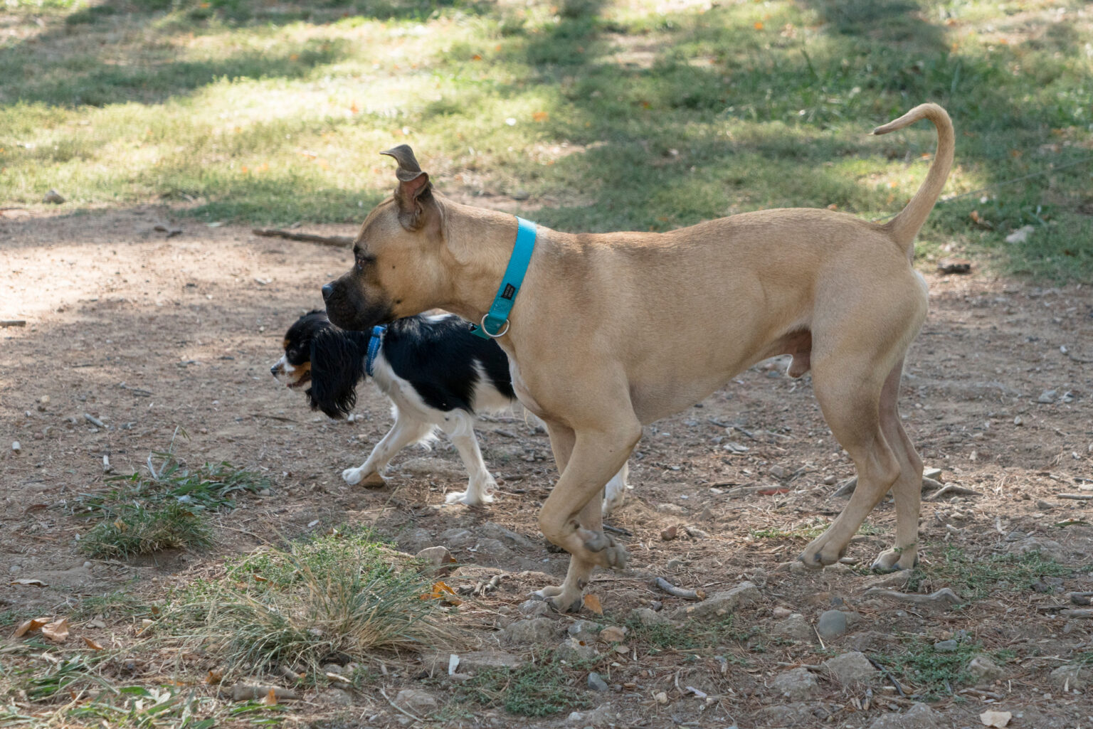 Should I Get A Second Dog? What To Consider Before Doubling Your Dog