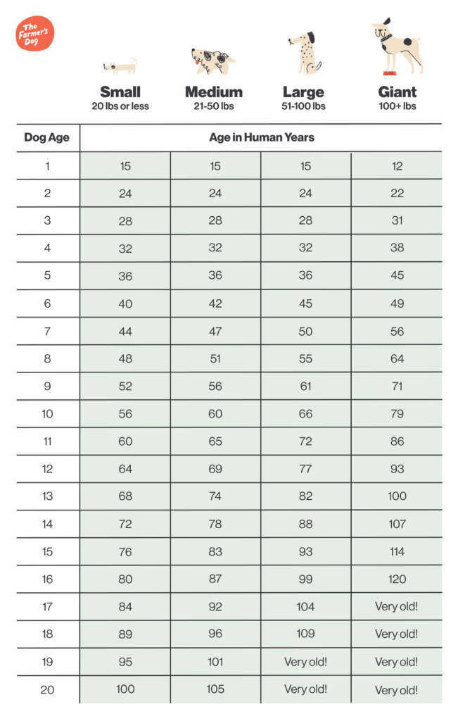How Old Is My Dog In Human Years? Busting the "7-to-1" Myth
