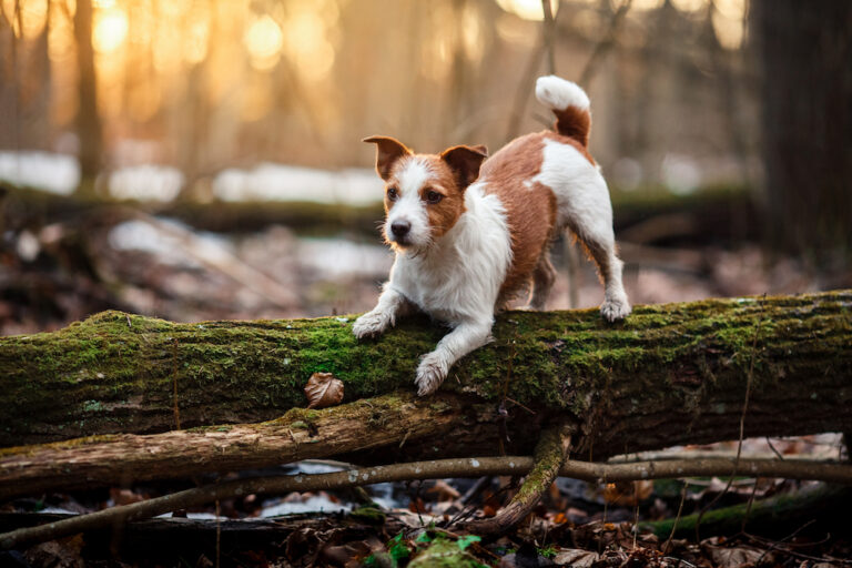 Total Canine Recall: How To Teach Your Dog to Come When Called
