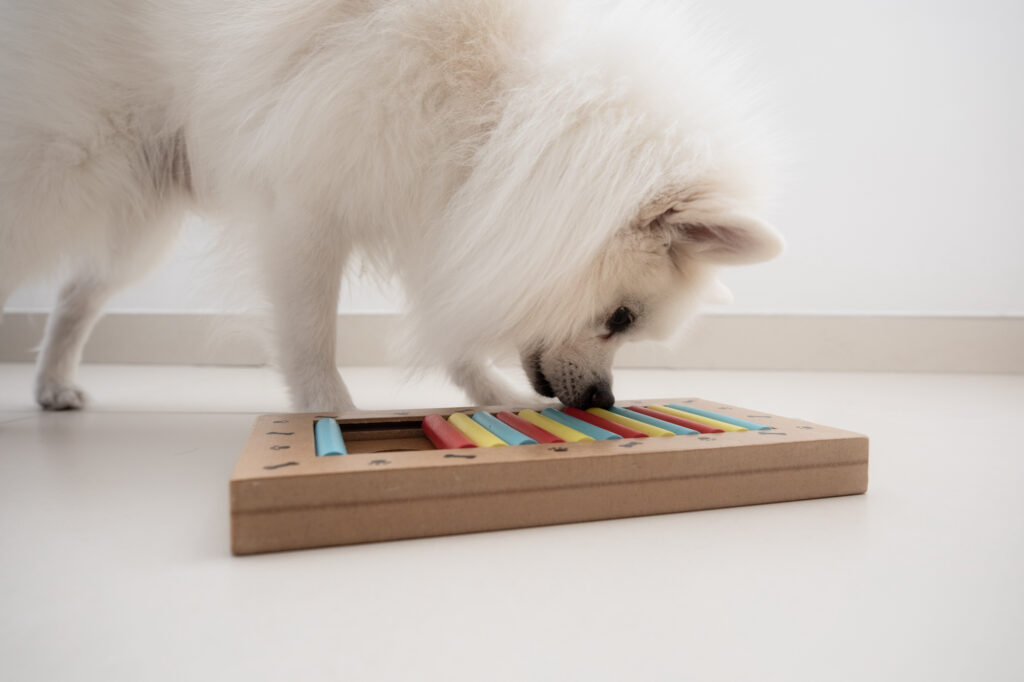 How to Care for a Blind Dog - The Farmer’s Dog - Digest