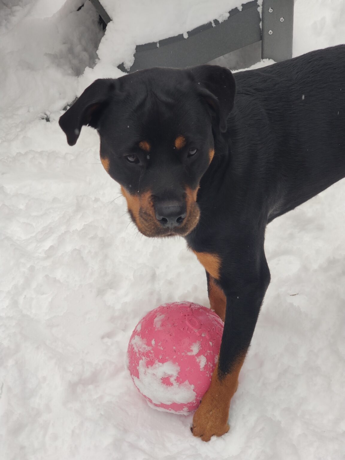 The Rottweiler Breed Guide: Personality, History, Training, Food, and ...