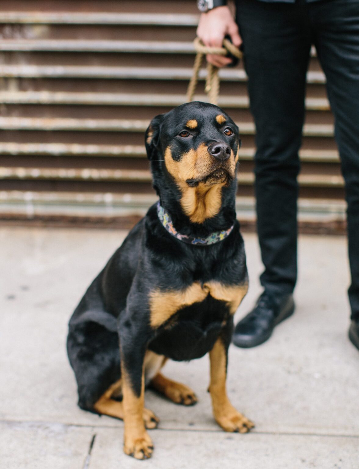 The Rottweiler Breed Guide: Personality, History, Training, Food, and ...