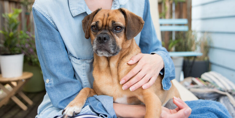 Bladder Stones in Dogs - The Farmer’s Dog - Digest