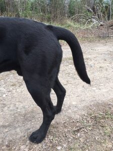 What Is Limber Tail Syndrome in Dogs? - The Farmer’s Dog - Digest